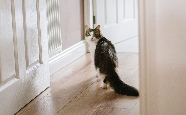 What Is Cat-Friendly Flooring? | Flooring Canada
