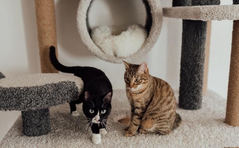 Beautiful or cat-proof floors? How about both? | Flooring Canada