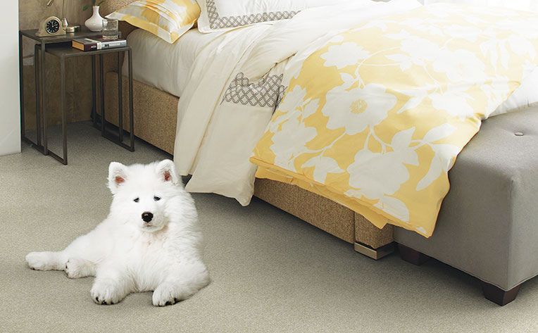 What Is Pet-Friendly Flooring? | Flooring Canada